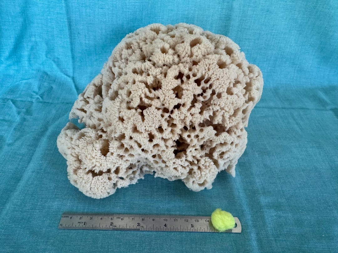 Natural Wool Sea Sponge Over 8 Inches - Etsy