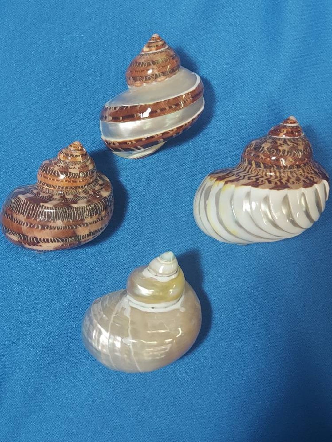 Polished Turbo Shells for Hermit Crabs: Banded, Ribbed, Gold Mouth ...