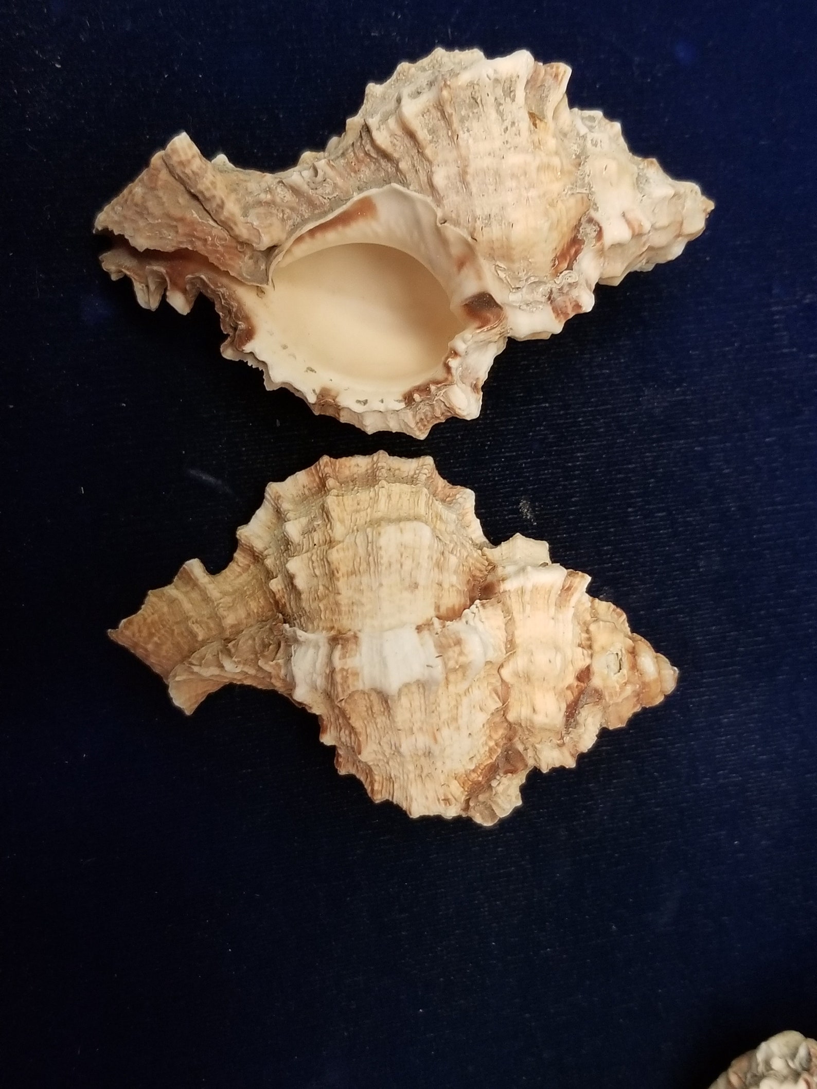 Murex Apple 7/8 1 1/16 Opening Hermit Shells | Etsy