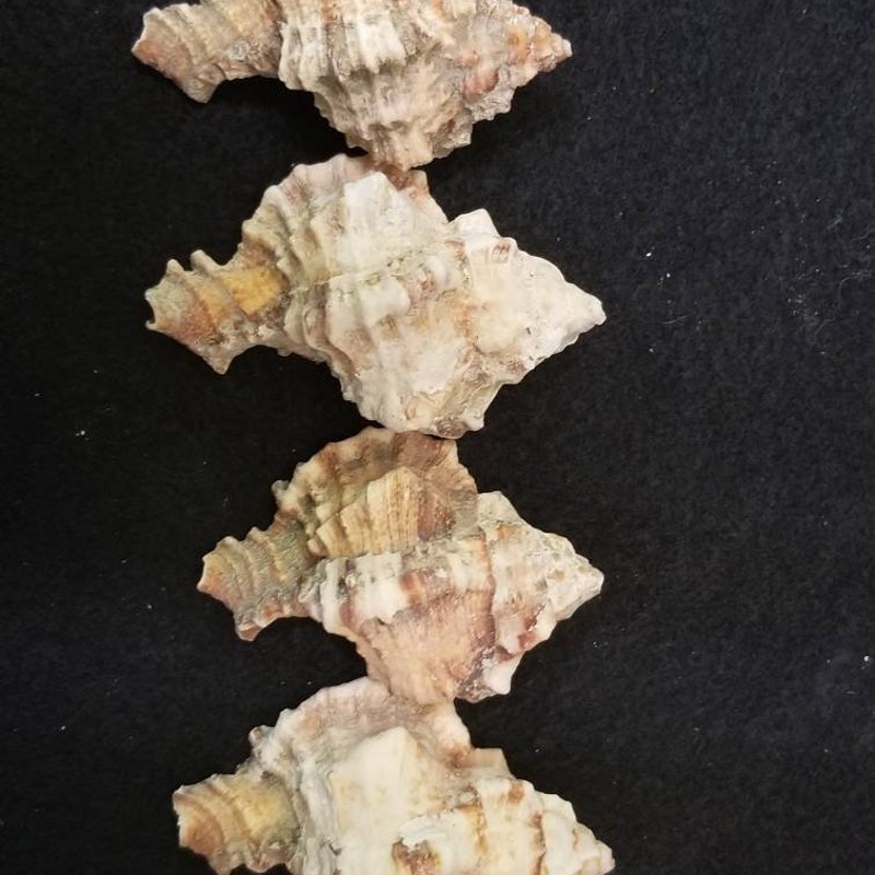 Murex Shell - Etsy