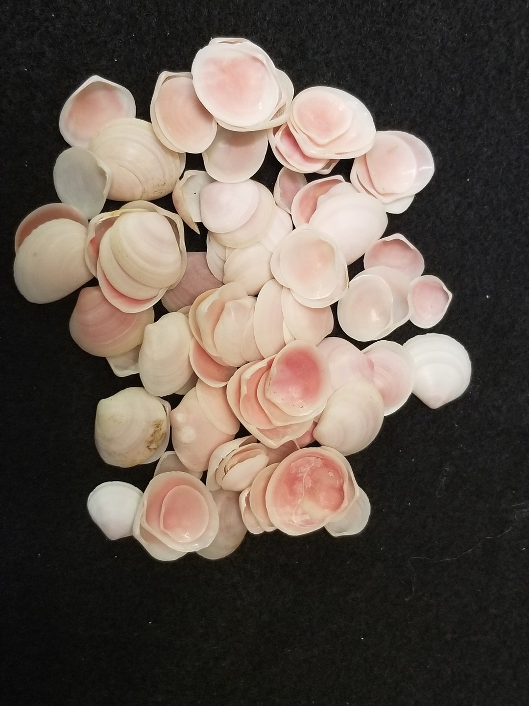 Rose Cup Shells 100 Pcs 3/8" - 5/8" - Etsy