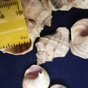 Hermit Crab Shells Small Set of 35 Assorted 1/2 - 3/4 Opening - Etsy
