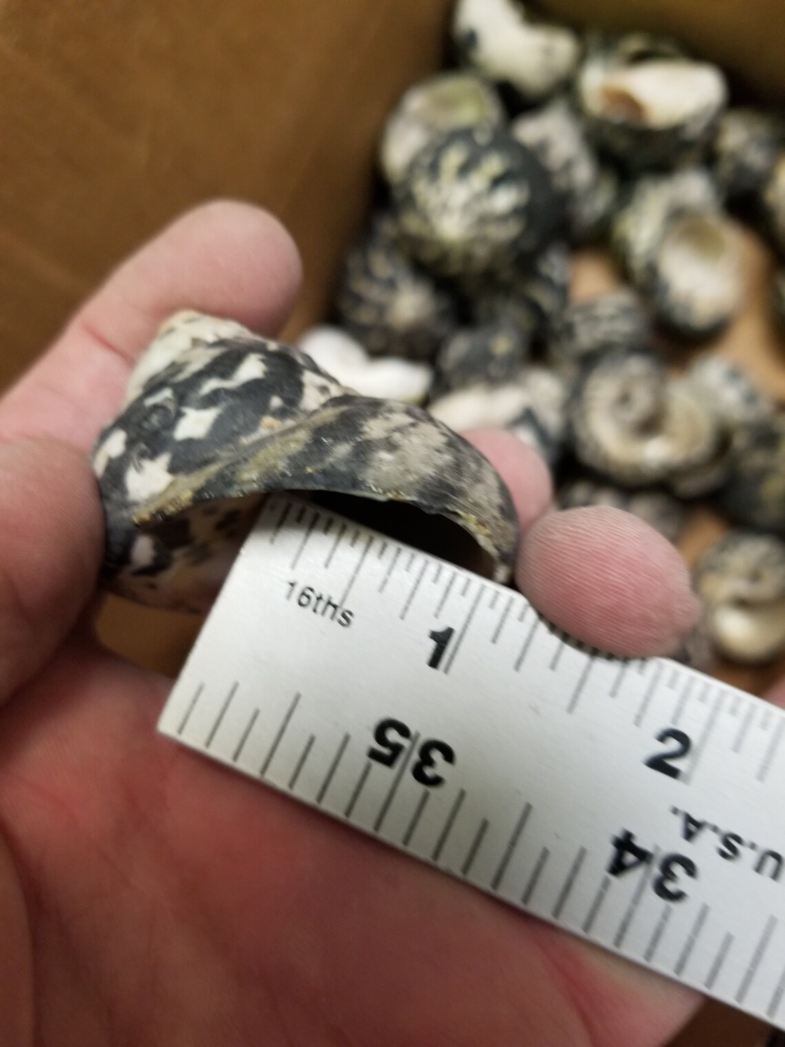 Magpie pica Shells Hermit Crab or Crafts 3/4' 1 | Etsy