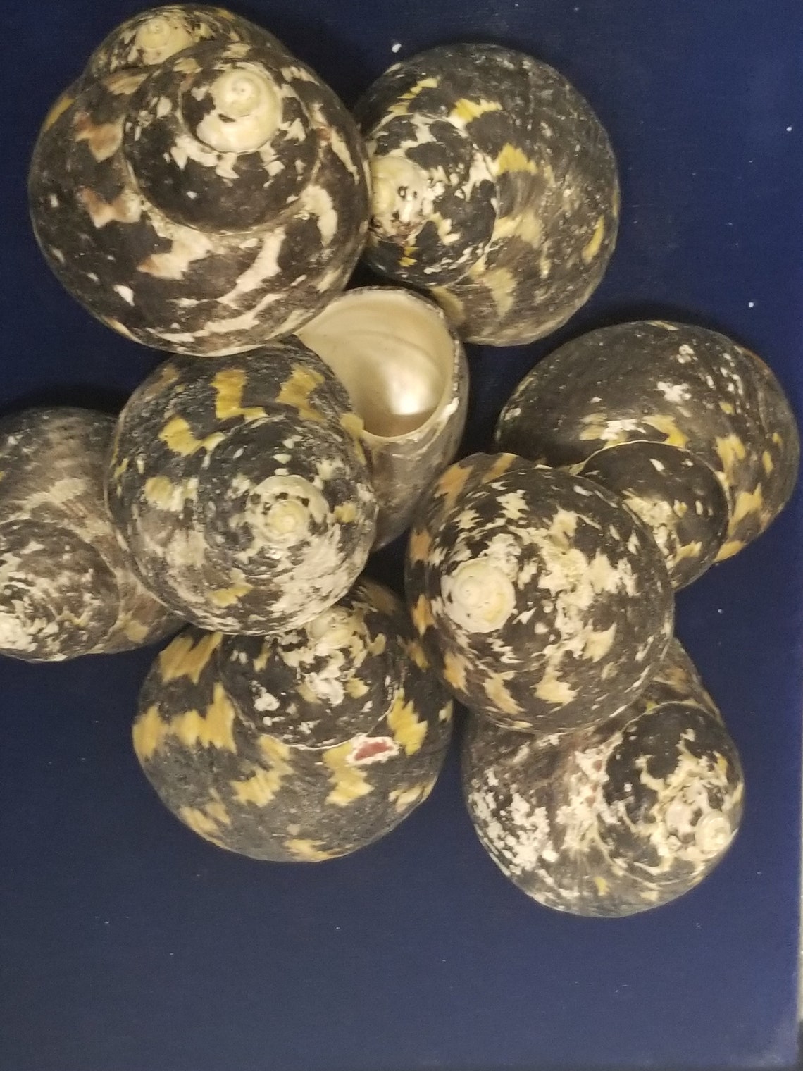 Magpie pica Shells Hermit Crab or Crafts 3/4' 1 | Etsy