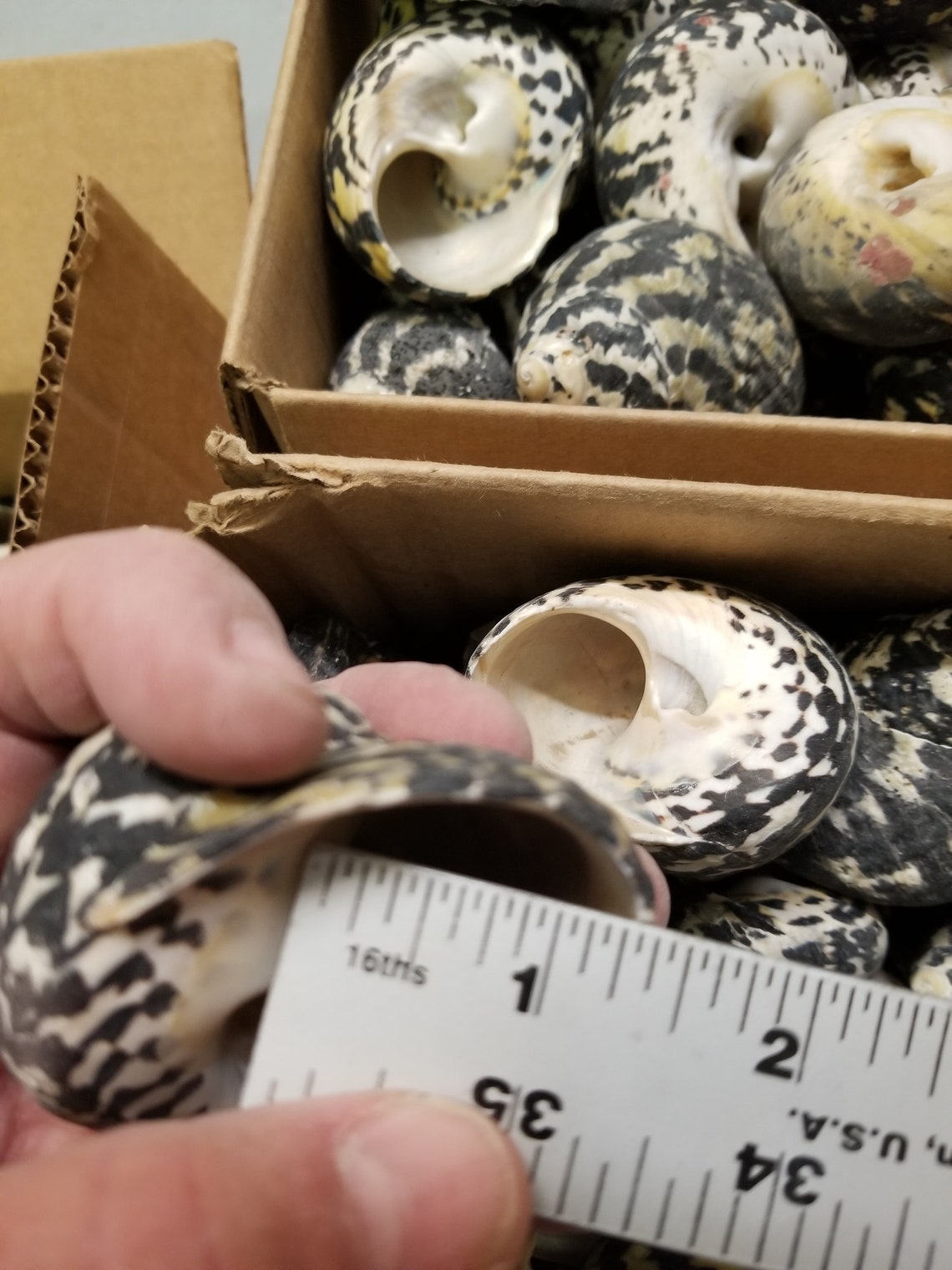 Magpie pica Shells Hermit Crab or Crafts 3/4' 1 | Etsy