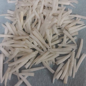 Tusk Shell White 1 Inch and Under 1/4 Cup - Etsy