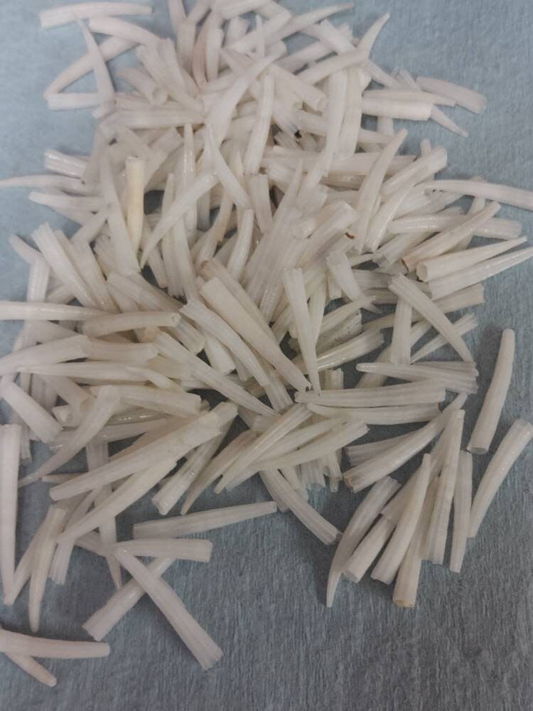 Tusk Shell White 1 Inch and Under 1/4 Cup - Etsy