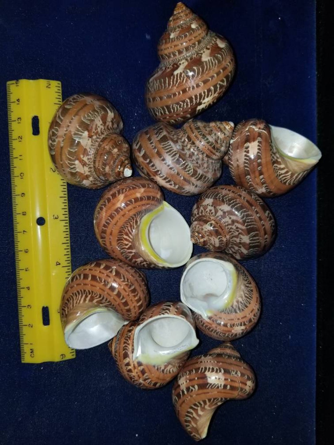 Tapestry Turban Seashells – Hermit Crab Shells, Set of 10 (1 - 1 1/4 ...