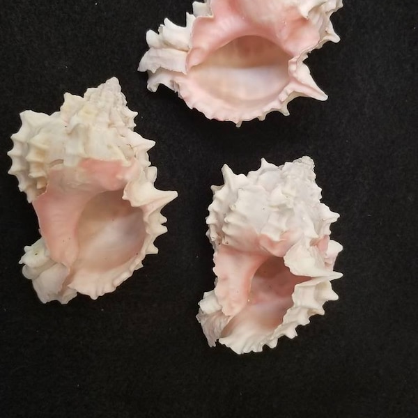 Murex Shell - Etsy