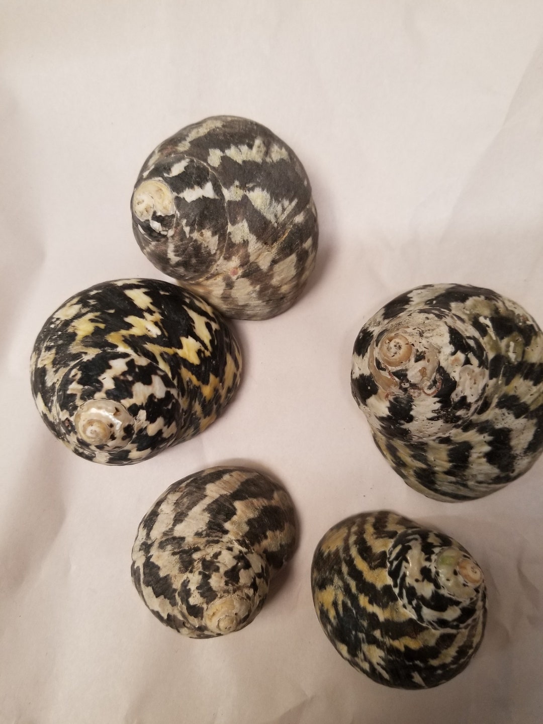 Magpie (pica) Shells Hermit Crab or Crafts 3/4' - 1 1/2" Openings - Etsy