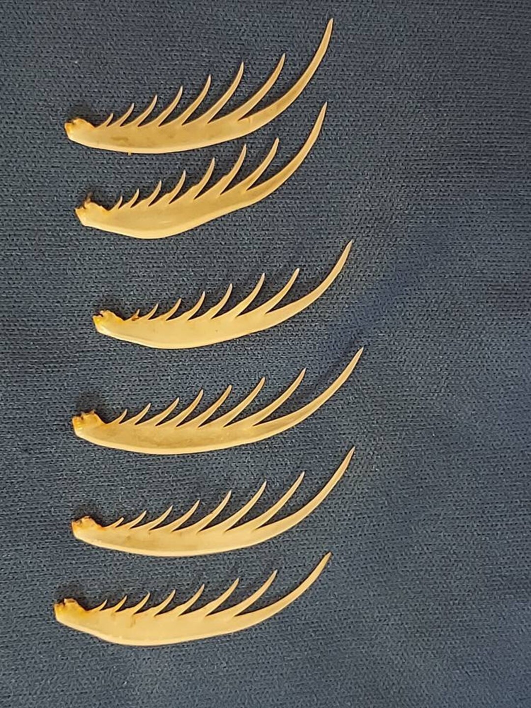 Squilla Shrimp Claws Set of 6 Mantis Shrimp 1.5 Inch - Etsy