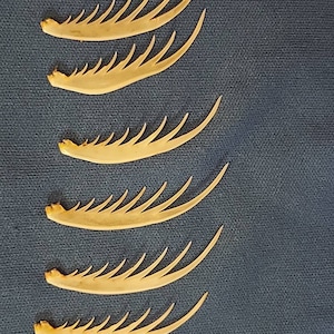 Squilla Shrimp Claws Set of 6 Mantis Shrimp 1.5 Inch - Etsy