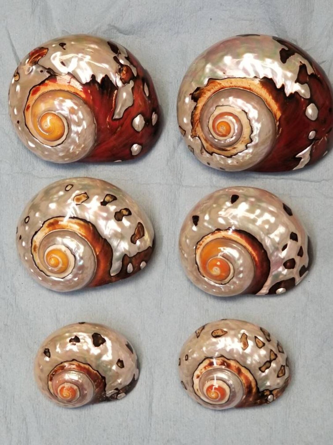 Polished Turbo Sarmaticus Shell: Natural Colors, Hermit Crab Safe (1 1/ ...