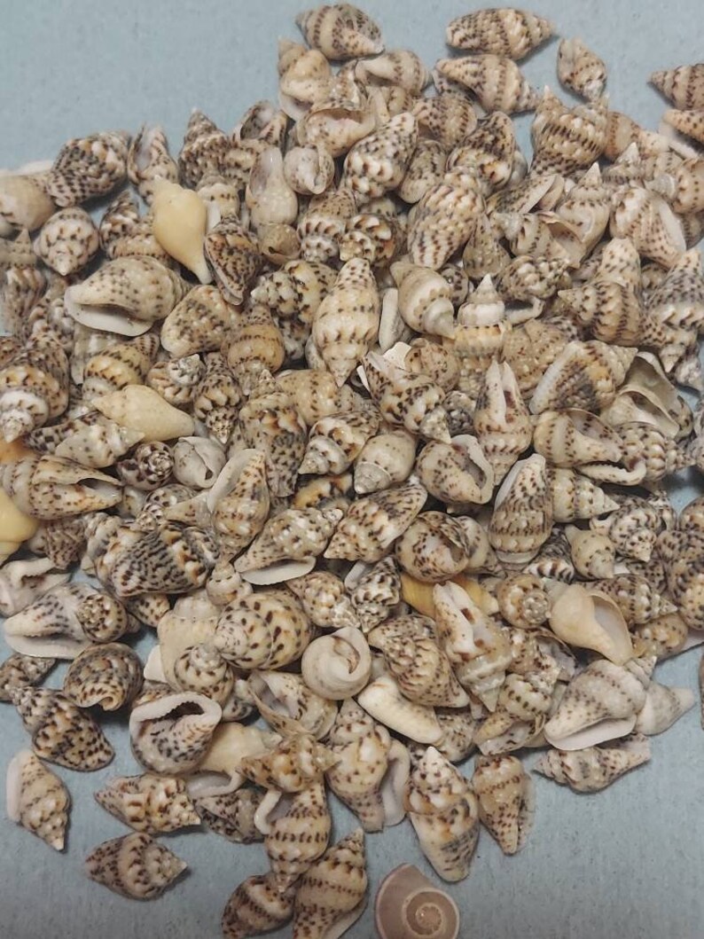 Dove Shells Dotted Tiny Shells 3/8 1/2 Inch 1/4 Cup - Etsy