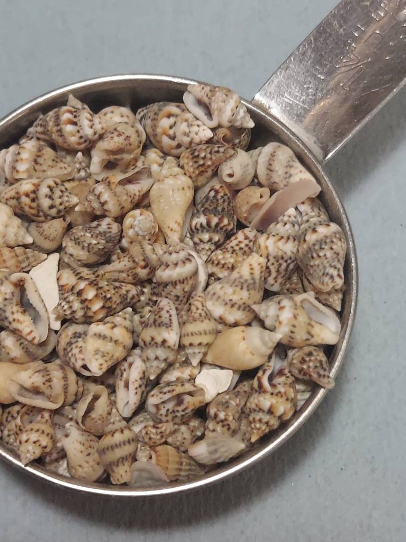 Dove Shells Dotted Tiny Shells 3/8 1/2 Inch 1/4 Cup - Etsy