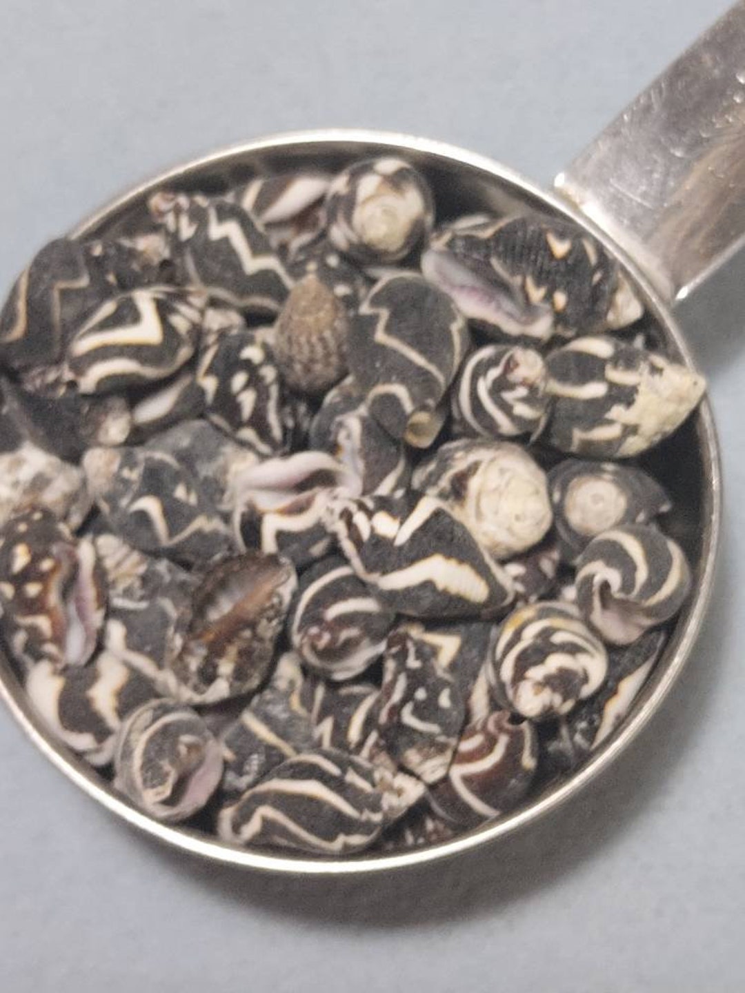 Lightning Dove Shells Tiny Shells 1/2 - 5/8 Inch 1/4 Cup - Etsy