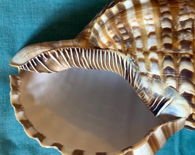 Large Triton Trumpet Shell: Atlantic Charonia Variegata, 10.25 Inch A ...