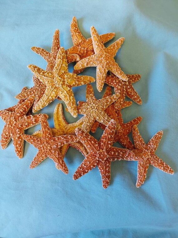 Sugar Starfish 2 3 Inch 15 Piece Set. - Etsy