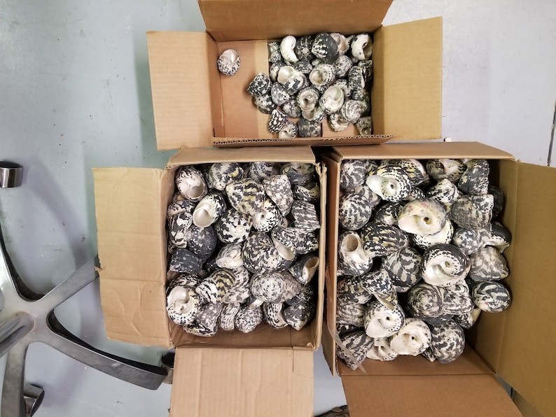 Magpie pica Shells Hermit Crab or Crafts 3/4' 1 | Etsy