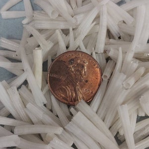 Tusk Shell White 1 Inch and Under 1/4 Cup - Etsy