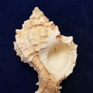 Murex, Apple 7/8 - 1 1/16 Opening Hermit Shells - Etsy