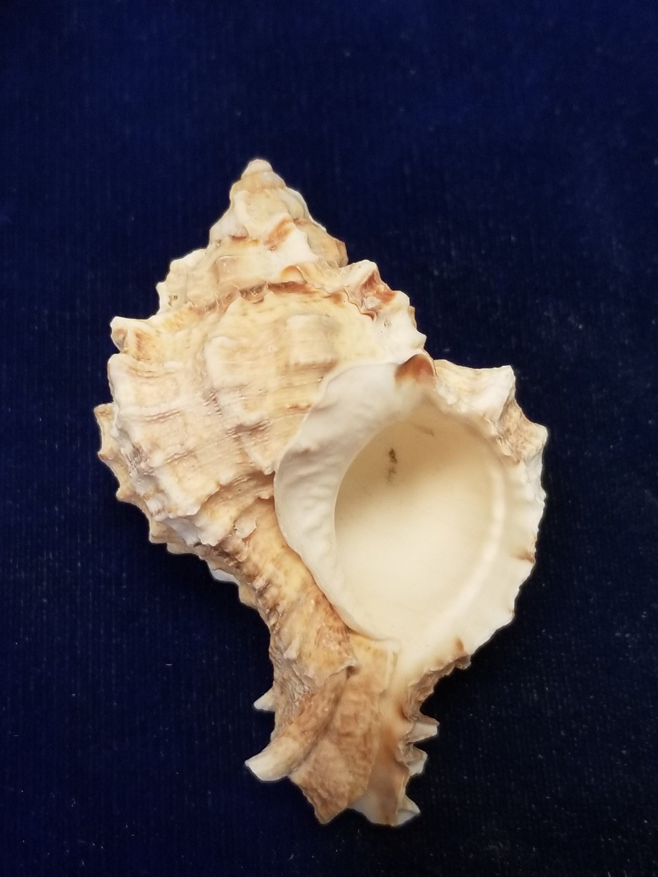 Murex Apple 7/8 1 1/16 Opening Hermit Shells | Etsy