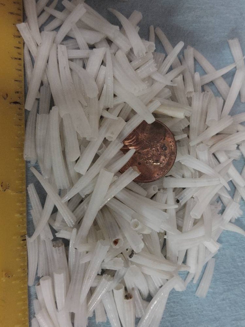 Tusk Shell White 1 Inch and Under 1/4 Cup - Etsy