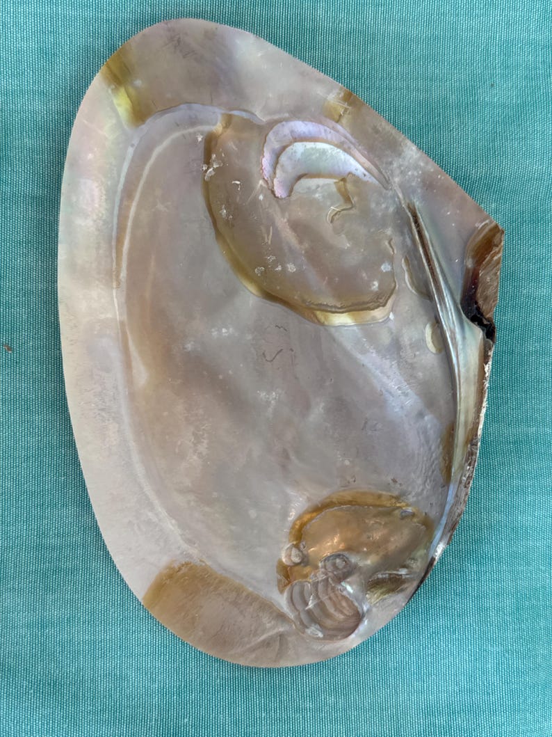 River Clam Carved and Polished 6x4 Food Dish or Decoration - Etsy