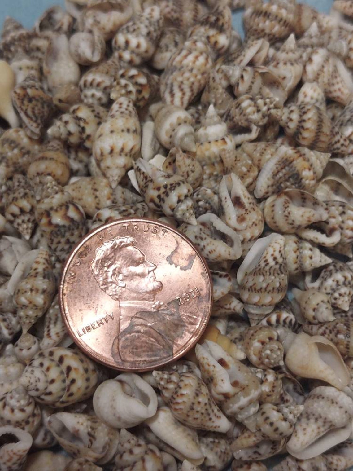 Dove Shells Dotted Tiny Shells 3/8 1/2 Inch 1/4 Cup - Etsy