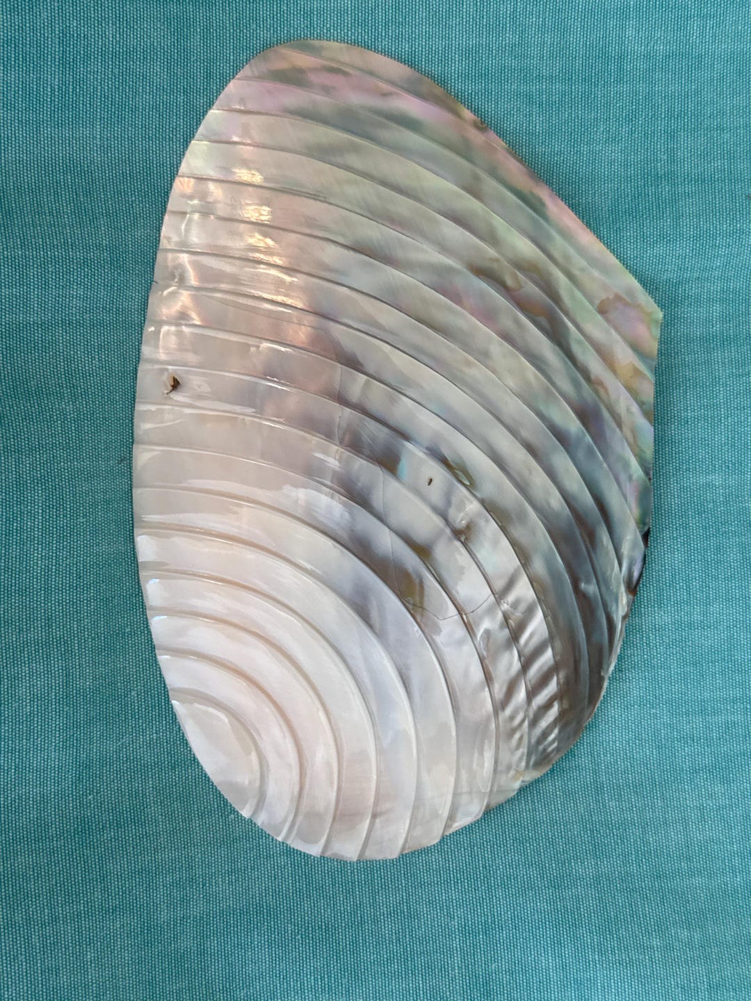 River Clam Carved and Polished 6x4 Food Dish or Decoration - Etsy