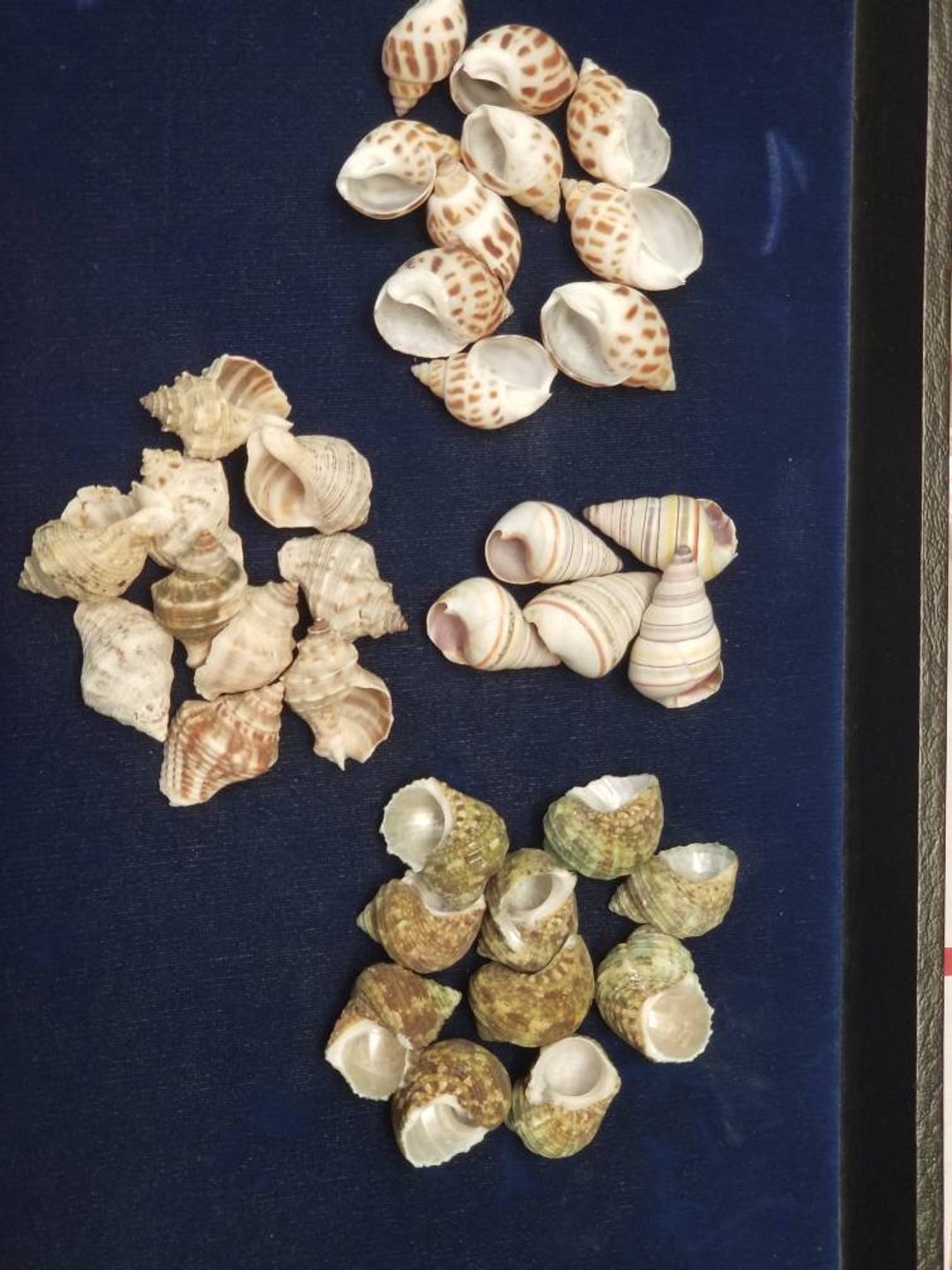 Hermit Crab Shells Small Set of 35 Assorted 1/2 - 3/4 Opening - Etsy