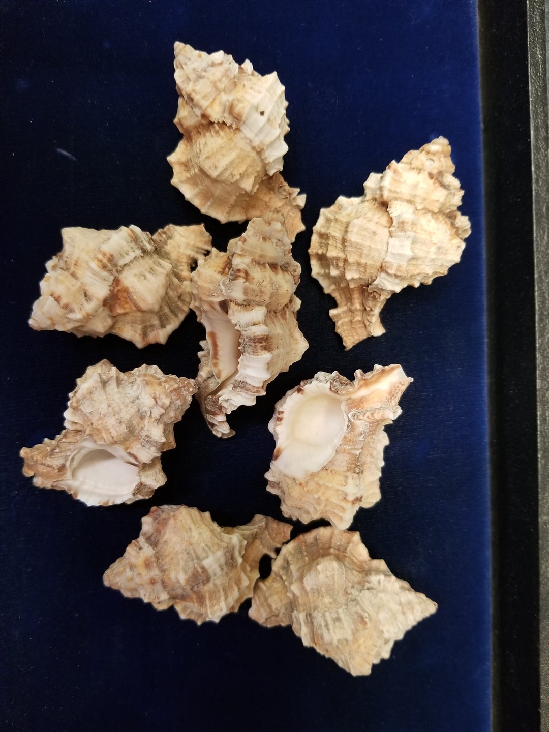 Murex, Apple 7/8 - 1 1/16 Opening Hermit Shells - Etsy