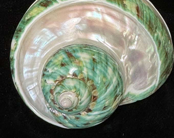 Multipack 1.752.5 Gold Mouth Turbo Shell Mouth Opening Size Approx 3/4 ...