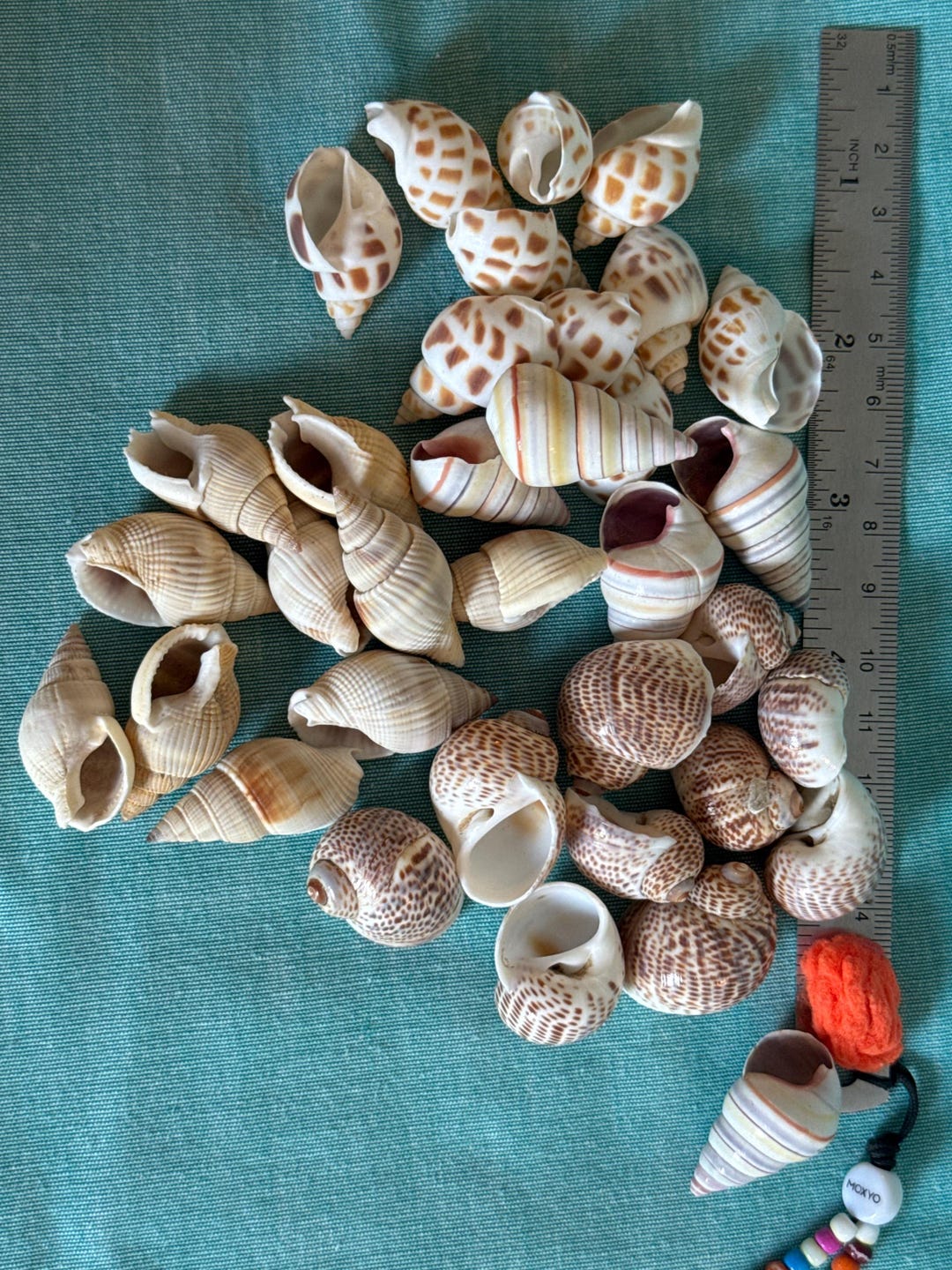 Hermit Crab Shells @ 3/8 - 3/4 Opening 35 Assorted Pieces Non-round - Etsy