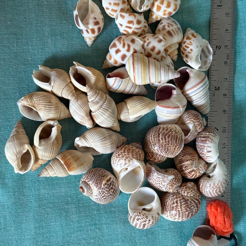 Conch Crab Shells - Etsy