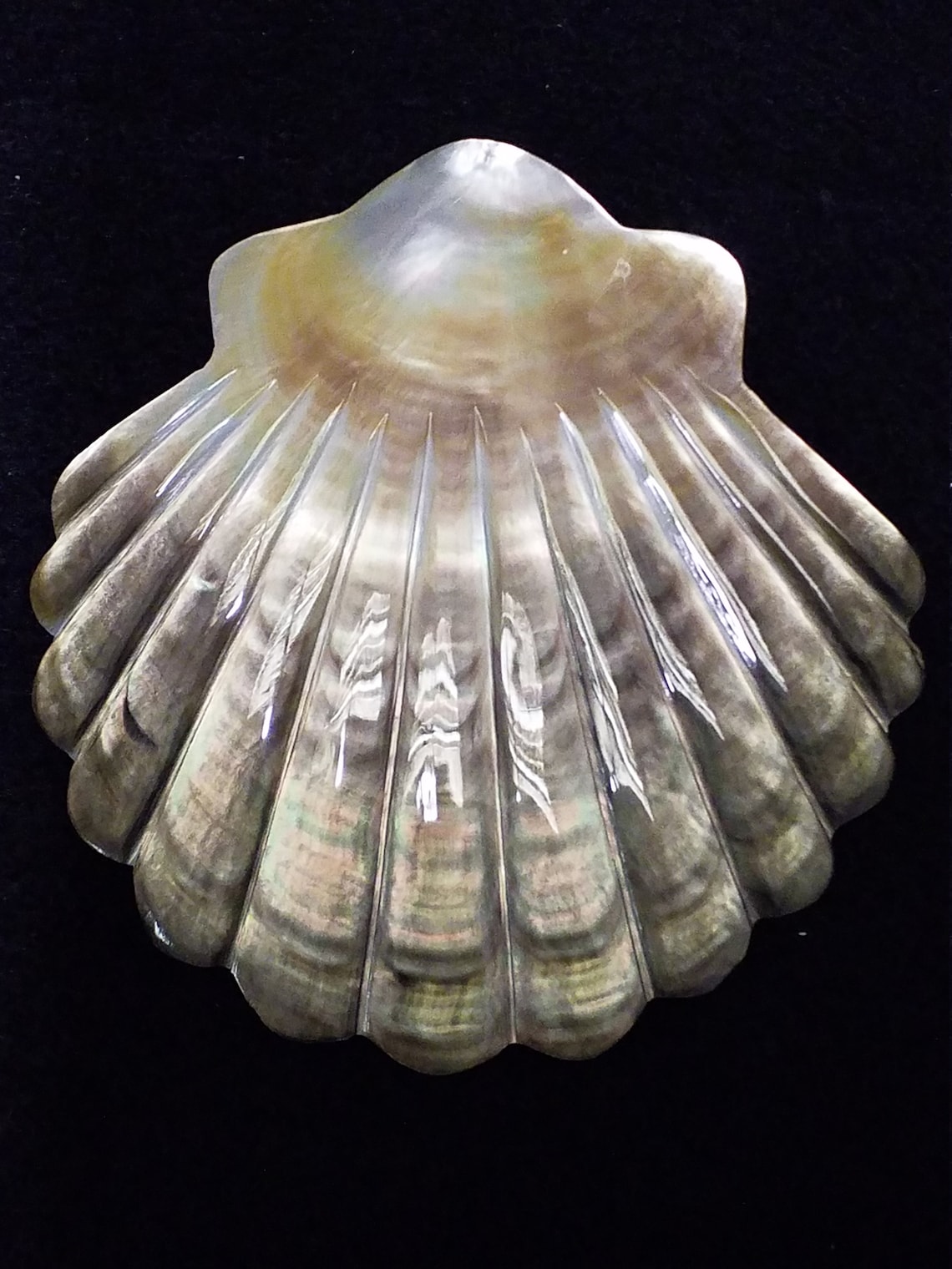 Black Lip MOP Oyster Carved and Polished 3 1/4" Food Dish - Etsy