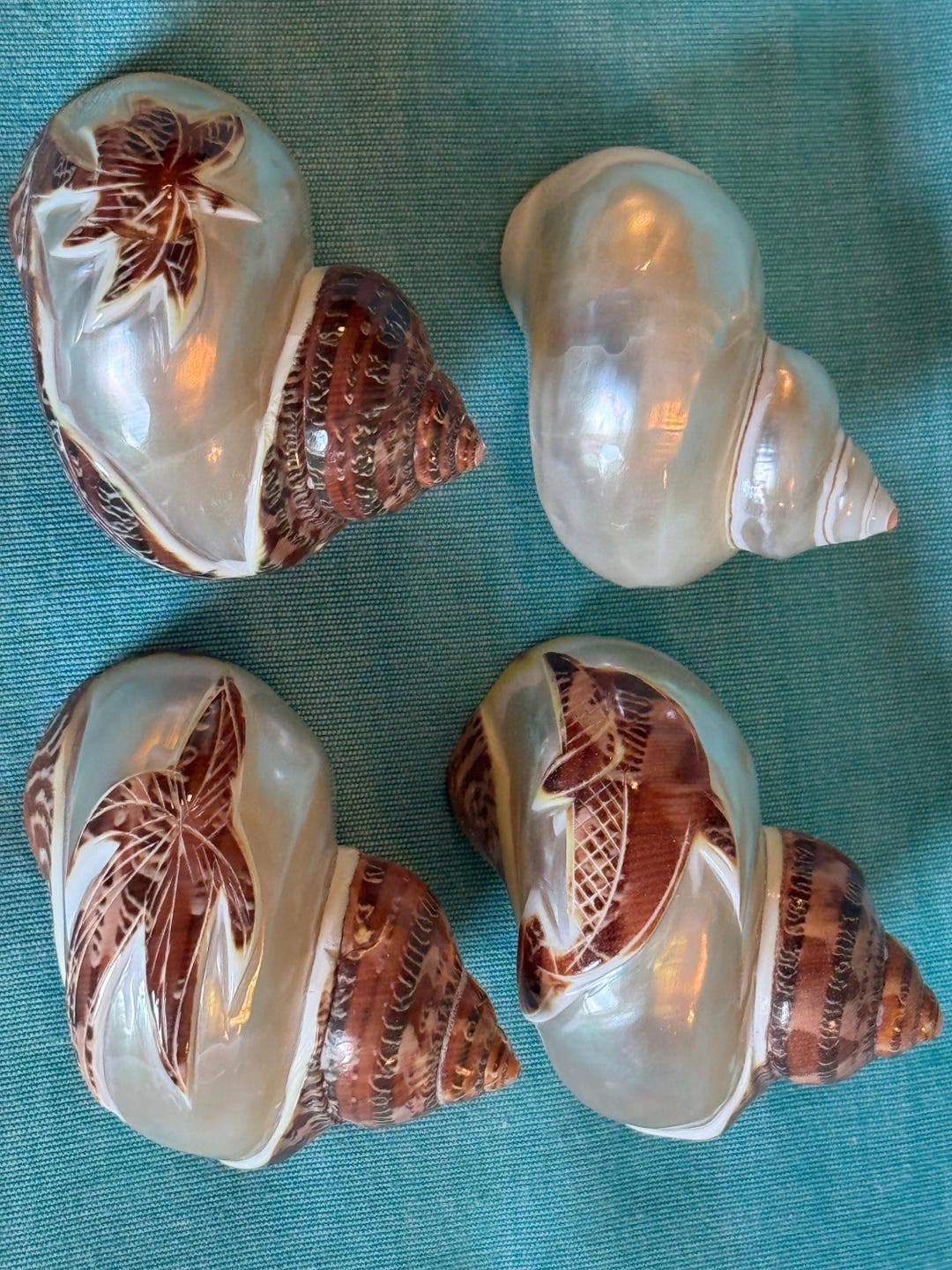 Hermit Crab Shells: Carved Tapestry Turbos - Set of 4 - Etsy