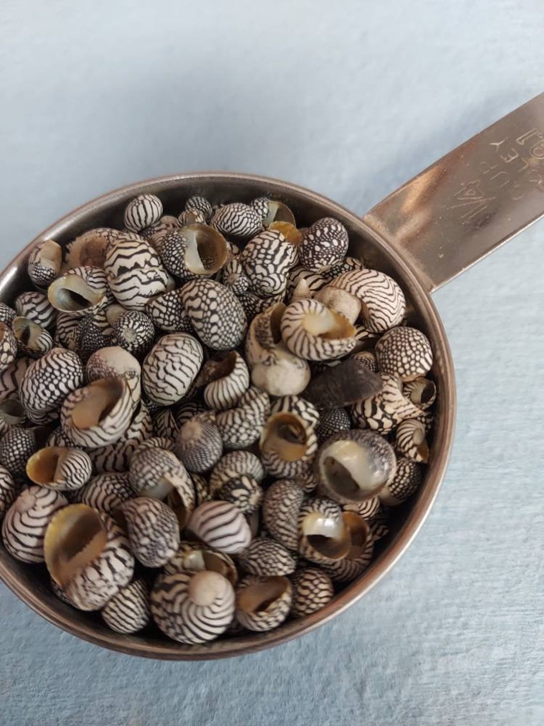 Zebra Nerite Shell 1/8 - 3/8 Overall Size 1/4 Cup - Etsy
