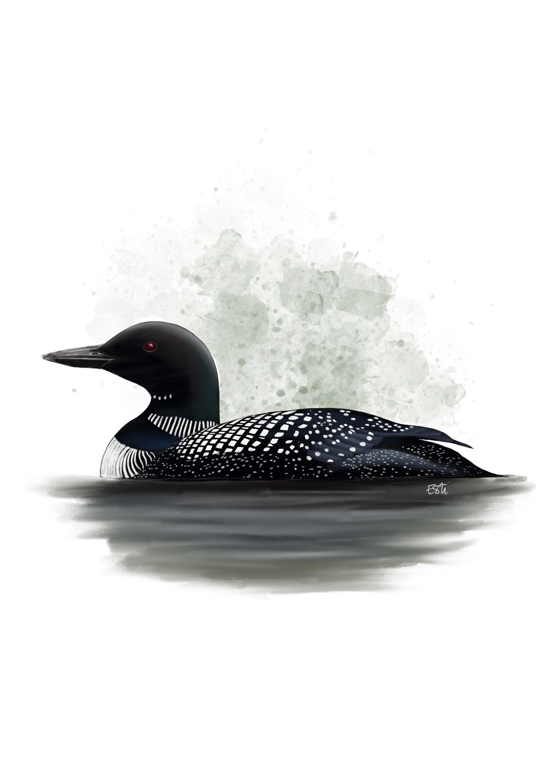 A4 POSTER - Naturalist Illustration: Diver - Common Loon - Etsy