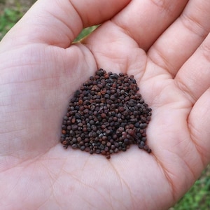 Ethiopian Kale Seeds Abyssinian Mustard Brassica carinata | Etsy