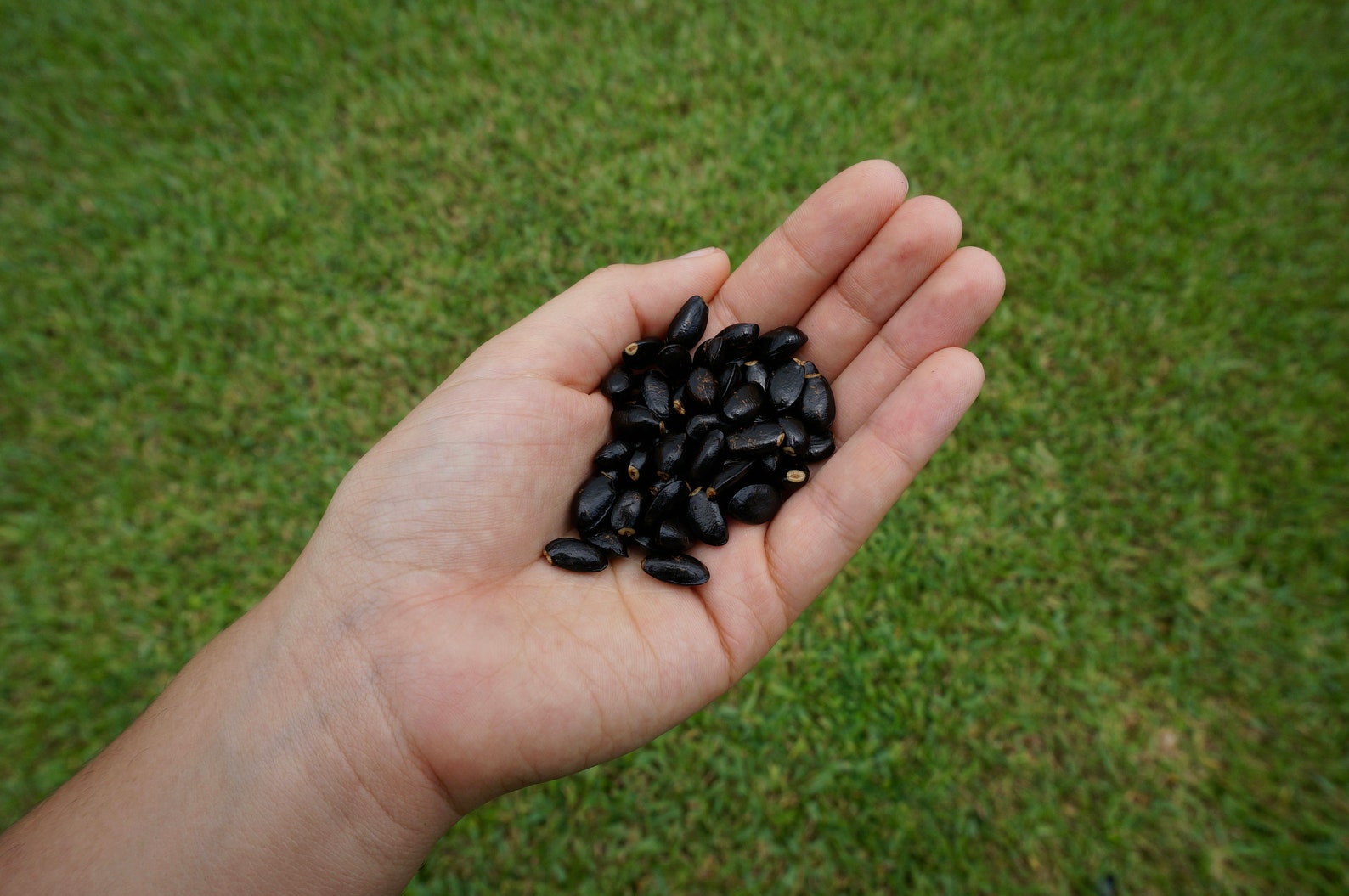20 Sugar Apple Seeds sweetsop/anón annona Squamosa NOW - Etsy