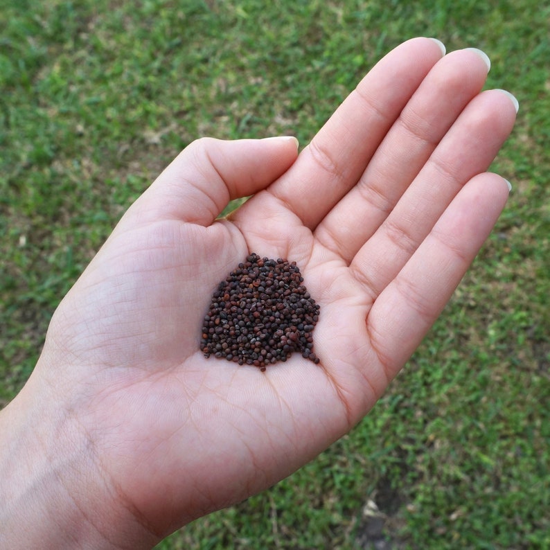 Ethiopian Kale Seeds abyssinian Mustard brassica Carinata - Etsy