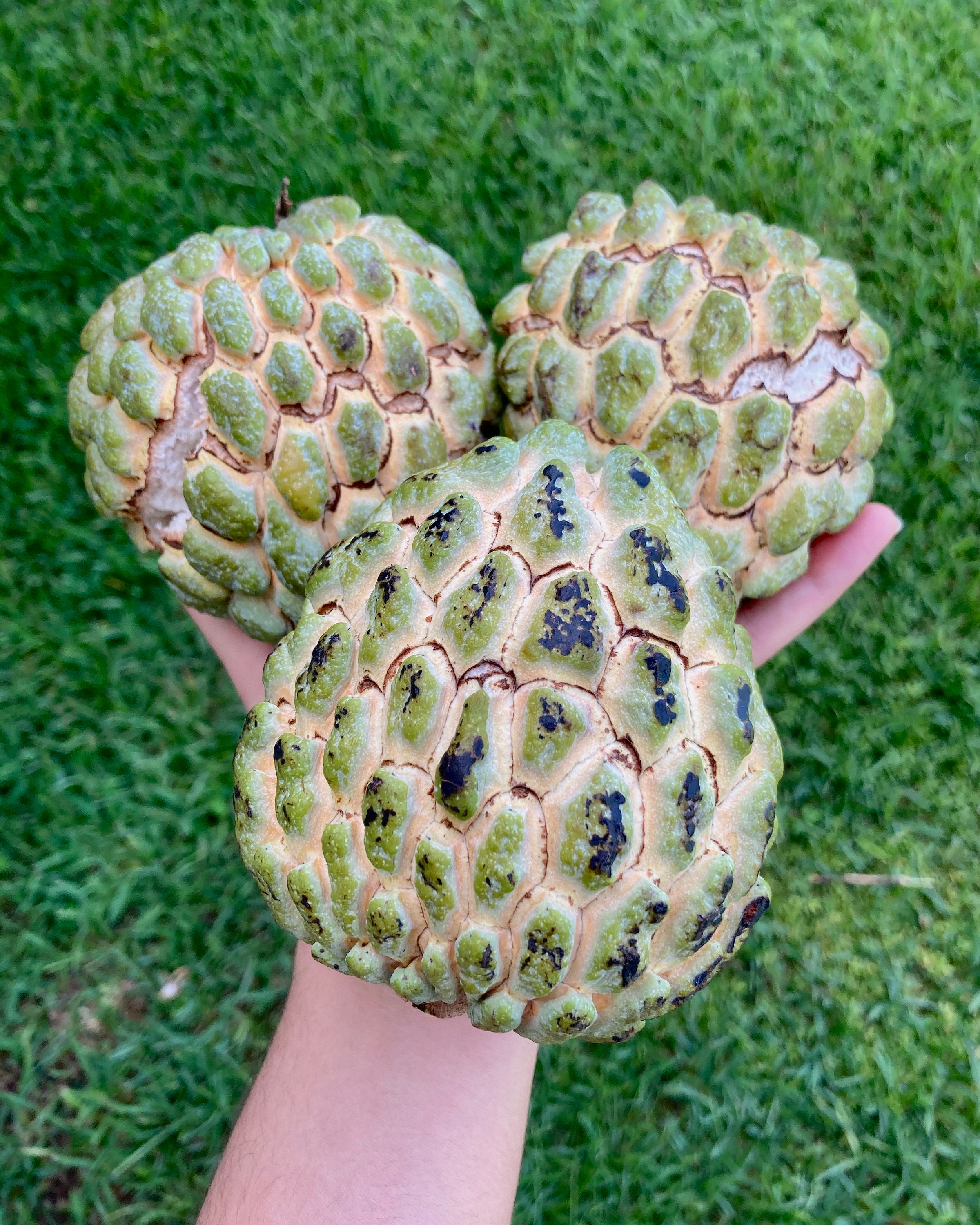 20 Sugar Apple Seeds (sweetsop/anón) (annona Squamosa) NOW SHIPPING - Etsy