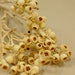 Dried Flower Eucalyptus Ambernuts - off White - Etsy