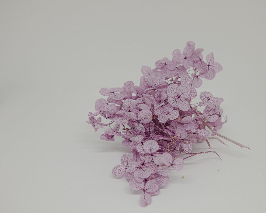 Preserved Flower Annabelle Hydrangea Purple - Etsy
