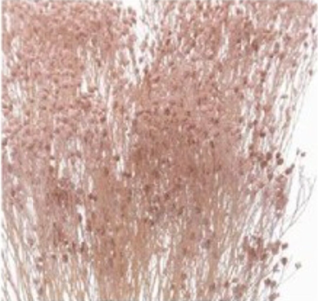 Preserved Flower Broom Bloom - Pink Beige - Etsy