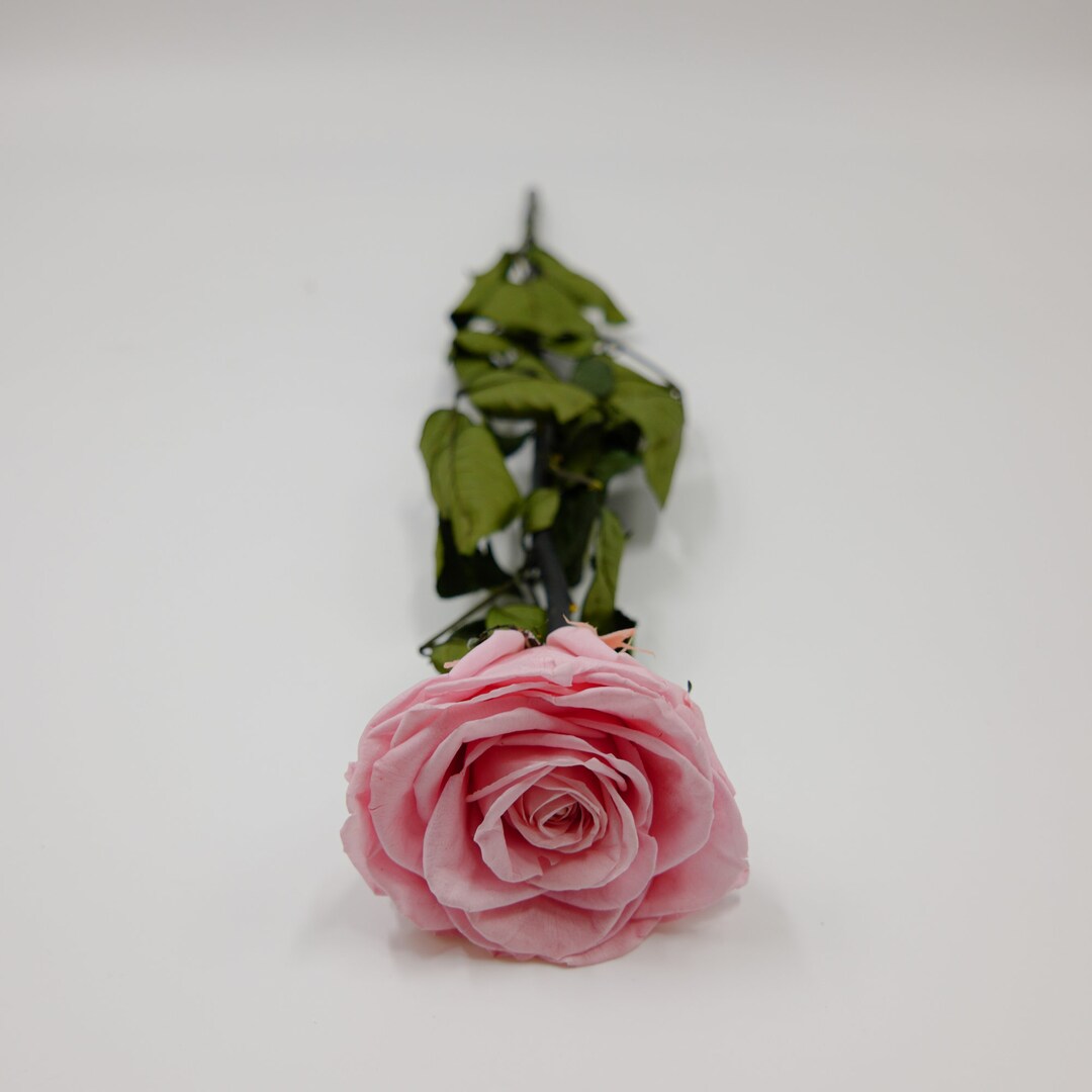 Preserved Flower Premium Rose With Stem - Baby Pink - Etsy