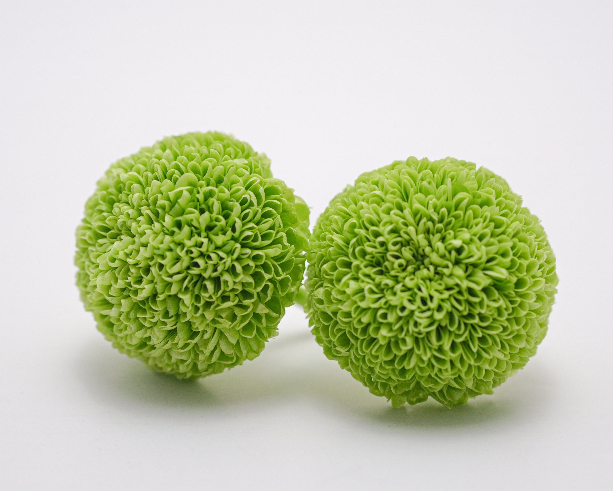 Preserved Flower Pong Pong Mum M Green - Etsy Singapore