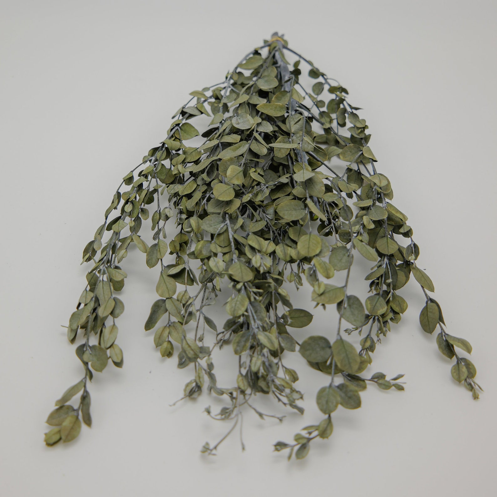 Preserved Flower Gunny Eucalyptus -green - Etsy