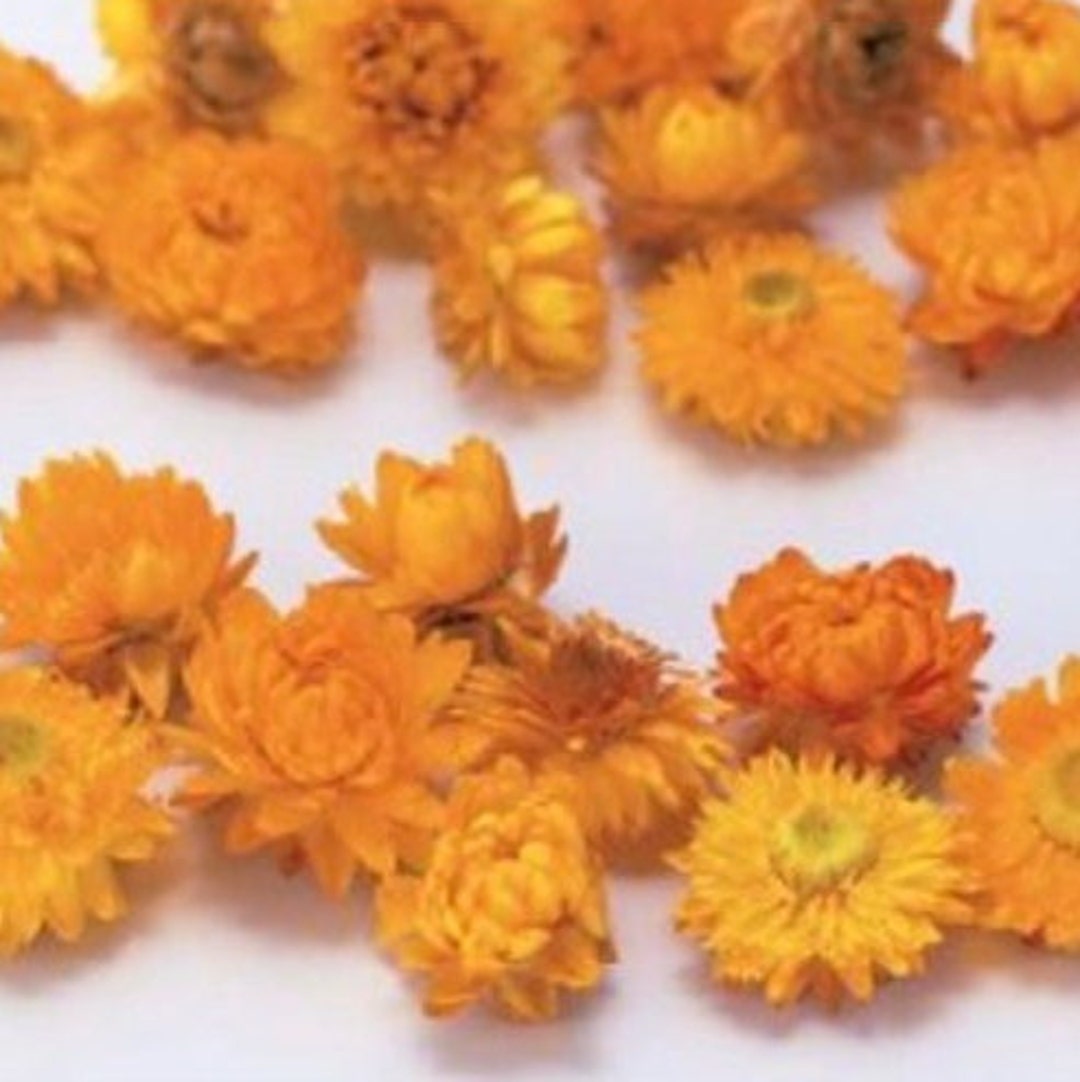 Dried Flower Helichrysum Heads Size Assorted - Yellow - Etsy